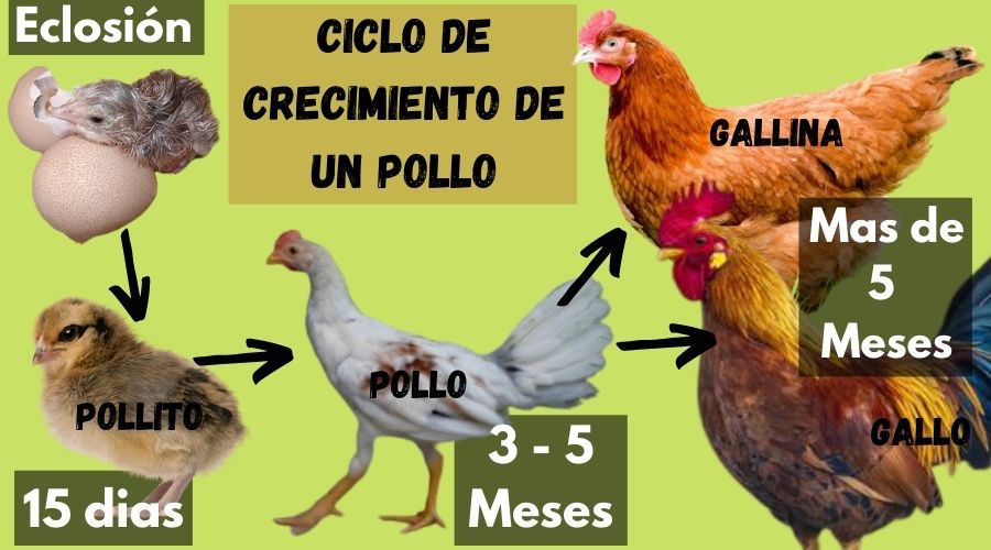Cómo Saber La Edad De Un Gallo | Guía Detallada 2 | ComoPedia
