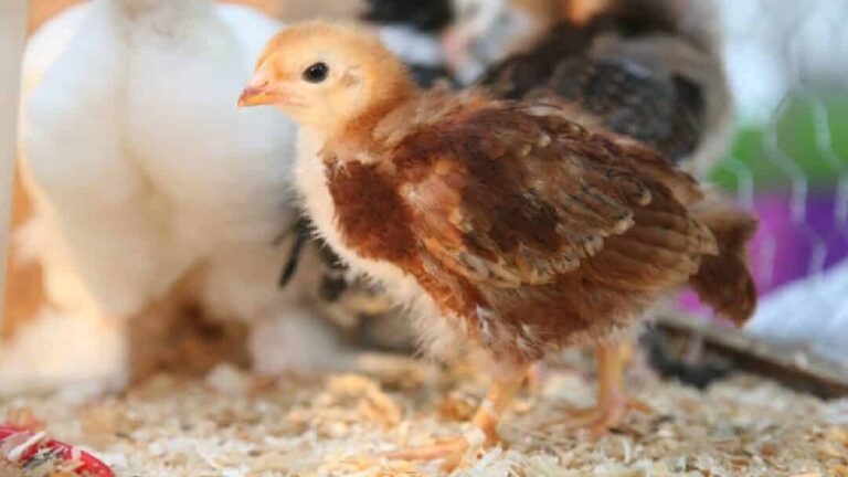 Cómo Saber Si Un Pollito Es Hembra O Macho | Tutorial Detallado 2024 ...
